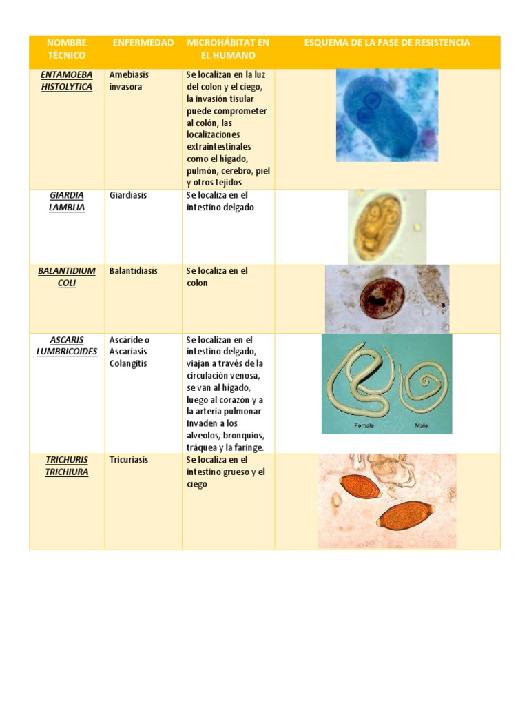 Parasitosis | PDF | Intestino grueso | Parasitología