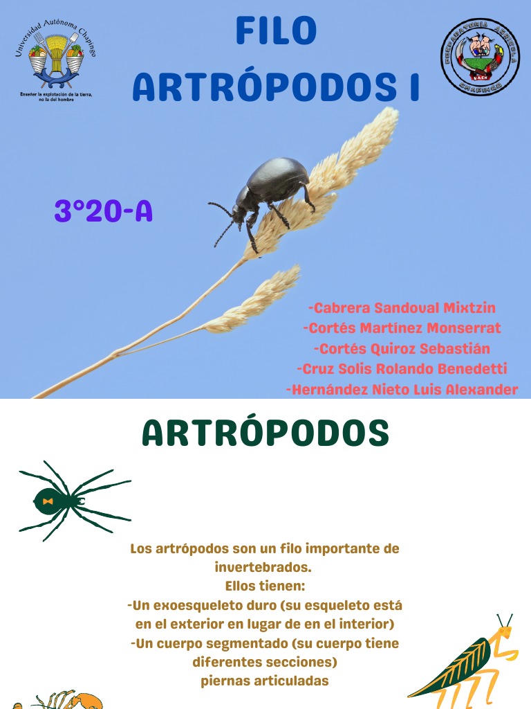 Características de Artrópodos y Arácnidos | PDF | Araña | Artrópodos