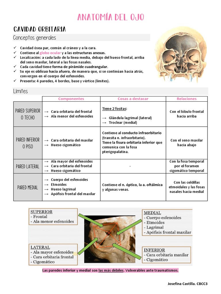 Anatomía Ojo y Vía Visual | PDF | Ojo humano | Percepción visual
