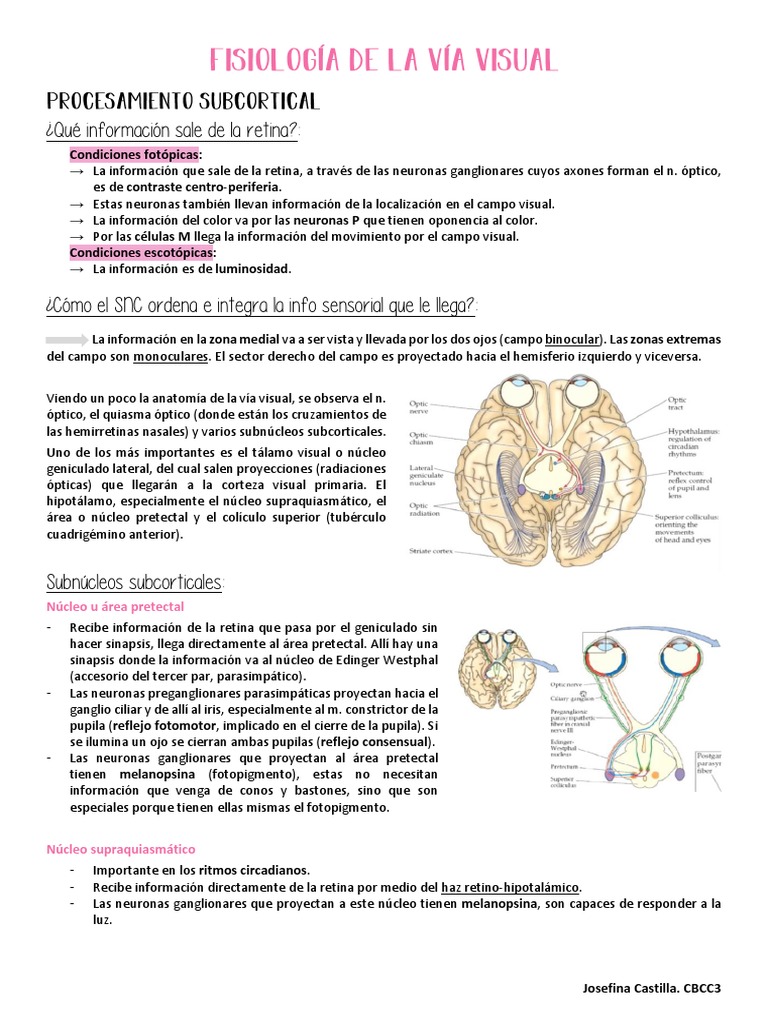 Fisiología de La Vía Visual | PDF | Corteza visual | Percepción visual