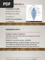 Fascioliasis: Life Cycle and Diagnosis | PDF