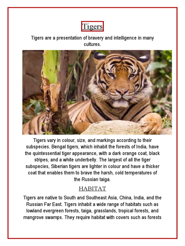 Tigers | PDF