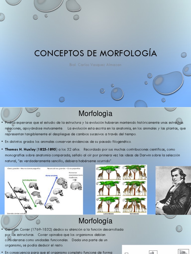 Clase 2 Morfologia Taxonomia Sistematica y Filogenias | PDF | Términos ...