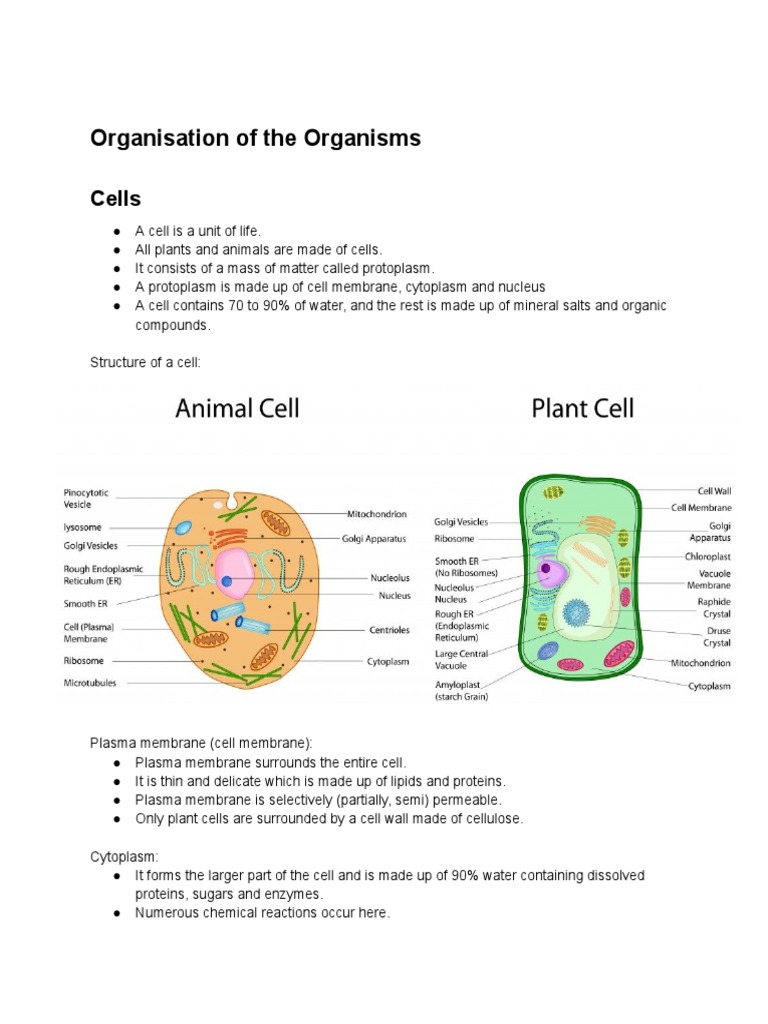 C2 - Organisation of The Organisms | PDF | Cell (Biology) | Cytoplasm