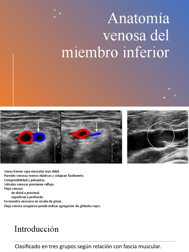 Anatomía Venosa Del Miembro Inferior | PDF | Anatomía | Sistema ...