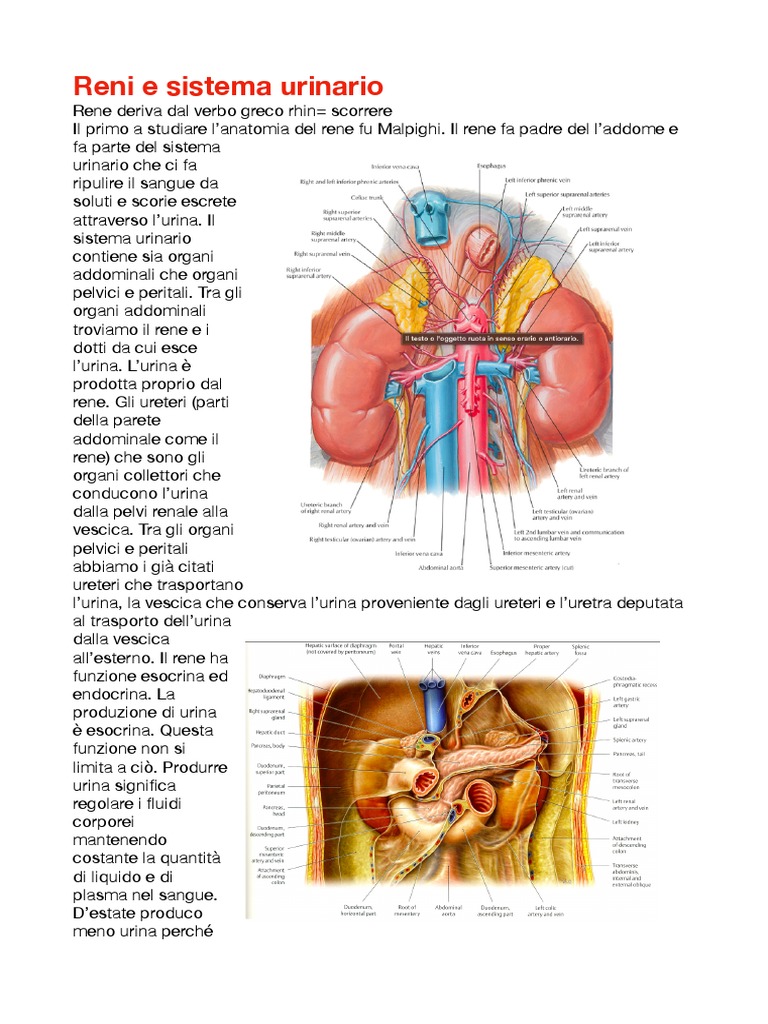 Anatomia 2 | PDF
