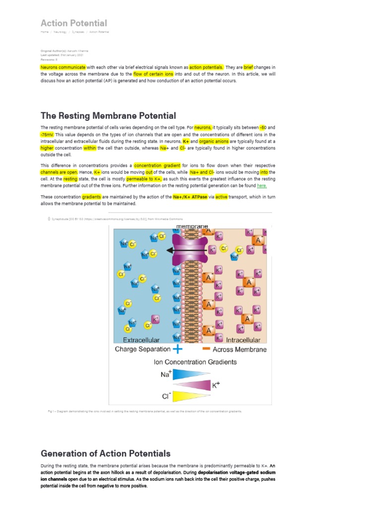 Action Potential - The Resting Membrane Potential - Generation of ...