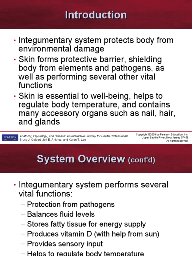 ch08 Integumentary System The Protective Covering | PDF | Skin ...