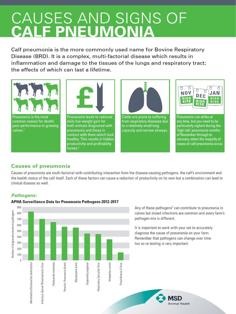 CHC Pneumonia Causes Signs | PDF | Pneumonia | Cattle