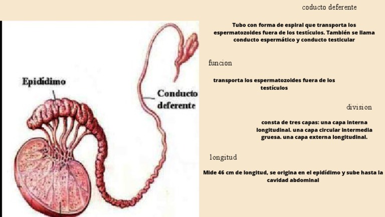 Conductos Deferentes | PDF