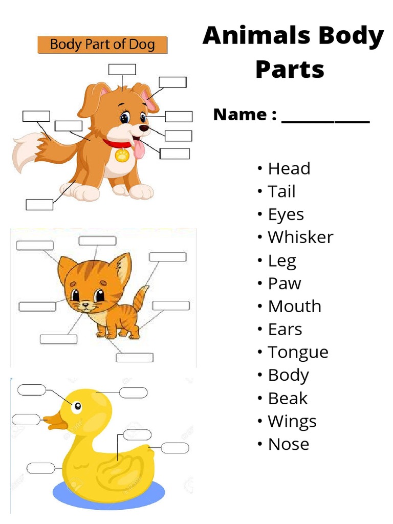 Animal Body Parts Worksheet | PDF