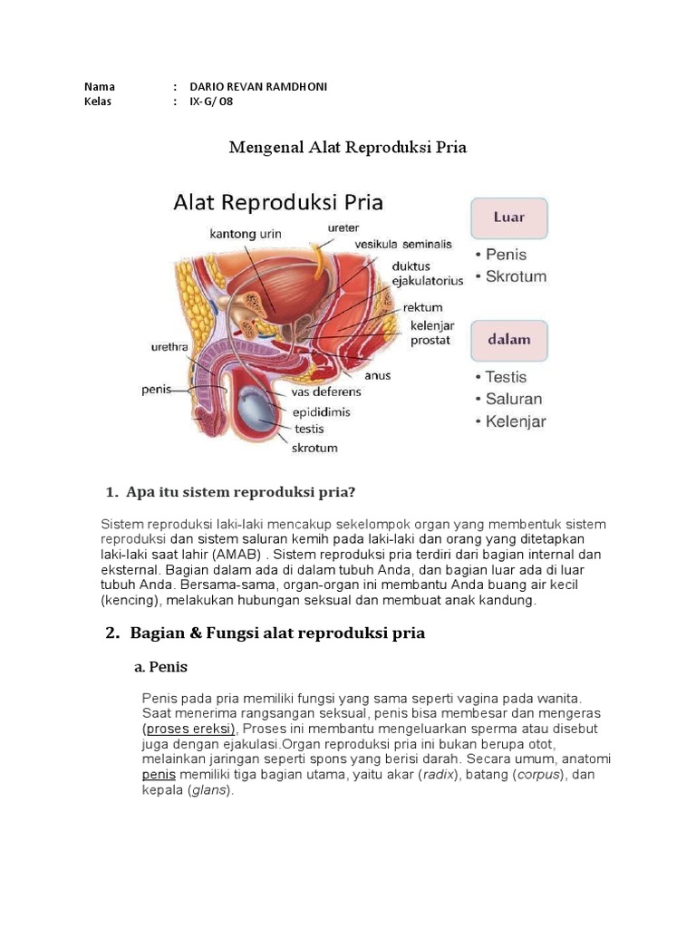 Alat Reproduksi Pria | PDF