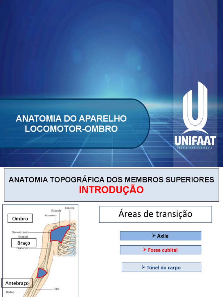 1MA4550D-2MA1844D-AULA 1 cíngulo do membro superior - Copia (1) | PDF