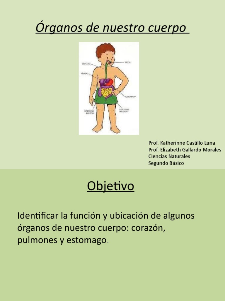 PPT Órganos Del Cuerpo Humano | PDF | Salud y bienestar | Ciencia y ...