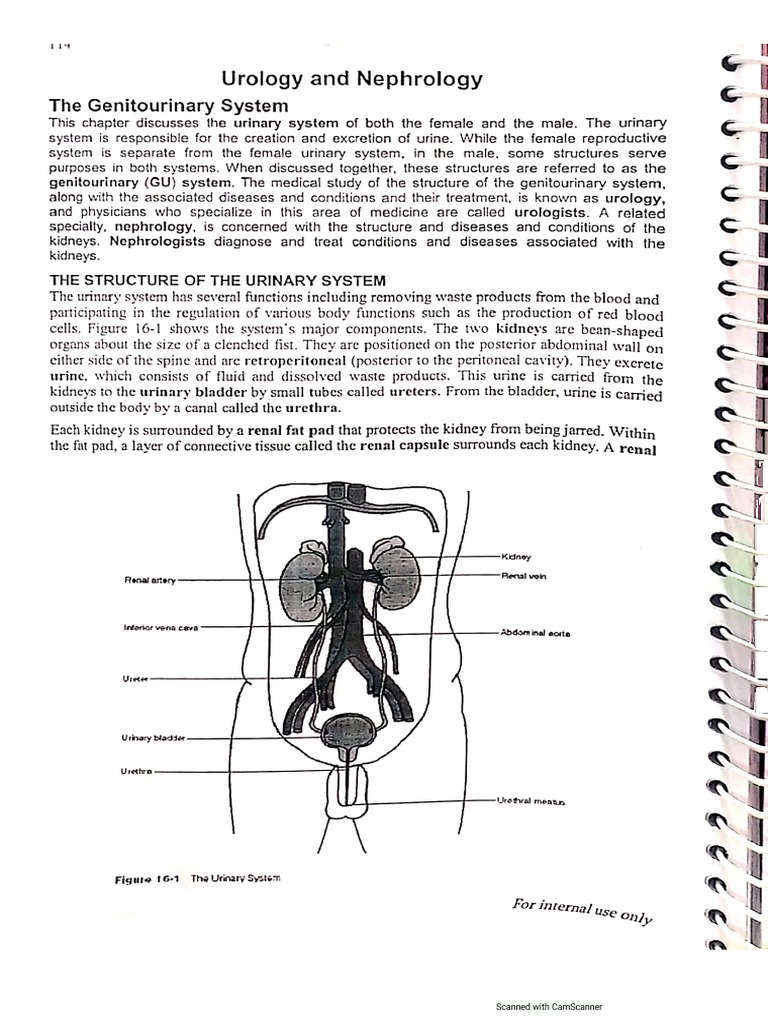 Urology | PDF