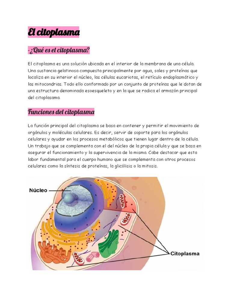 El Citoplasma | PDF | Salud y bienestar | Ciencia y matemáticas