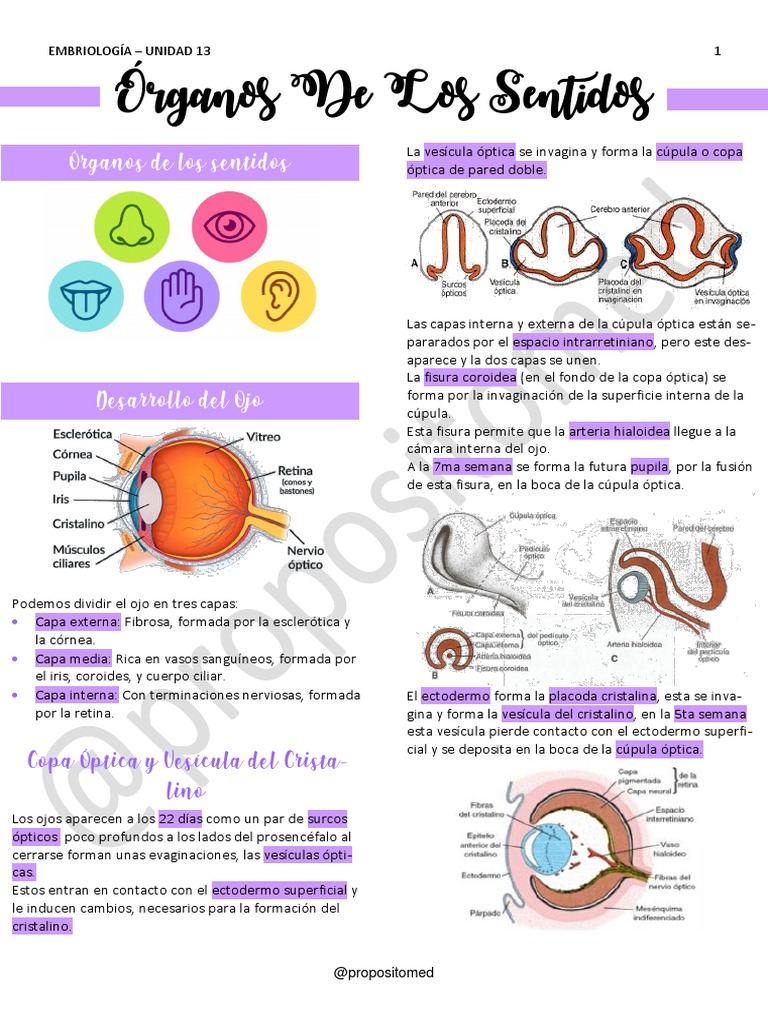 UNIDAD 13 - Órganos de Los Sentidos | PDF | Oído | Ojo humano