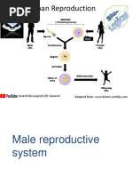 Grade 12 Life Science Human Reproduction Notes | PDF | Menstrual Cycle ...