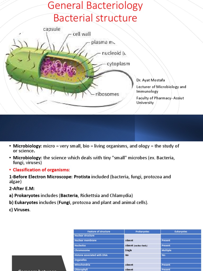 Lecture 1 Bacterial Structure | PDF | Plasmid | Bacteria