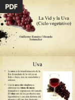 Morfología de Frutos: Silicua y Cipsela | PDF | Fruta | Morfología Vegetal