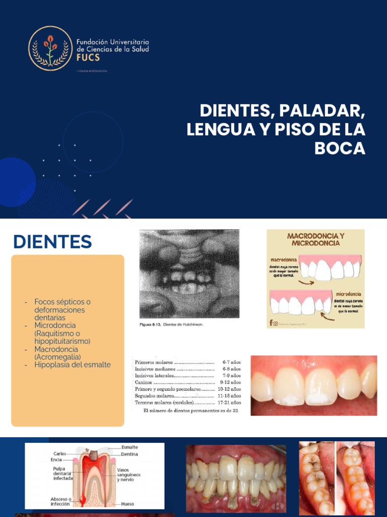 Presentación de Dientes, Paladar, Lengua y Piso de La Boca-1 | PDF