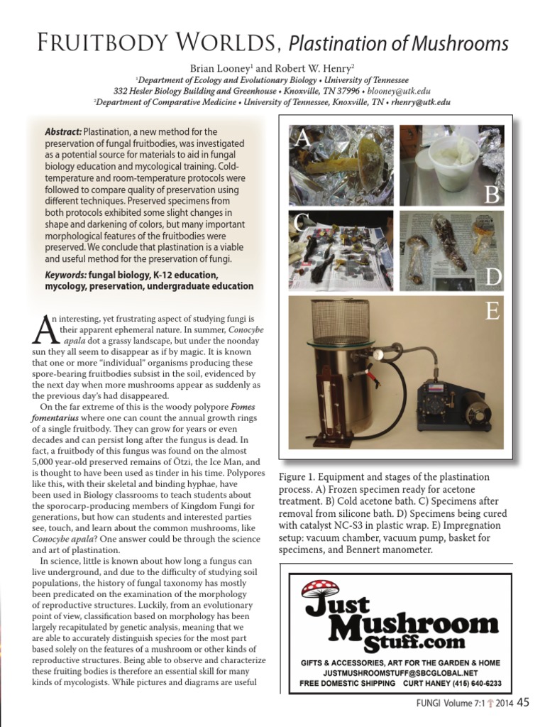 Fruitbody Worlds, Plastination of Mushrooms | PDF | Fungus | Mycology