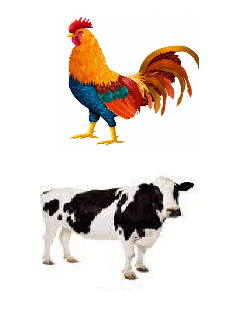 Animales Reales Para Imprimr | PDF