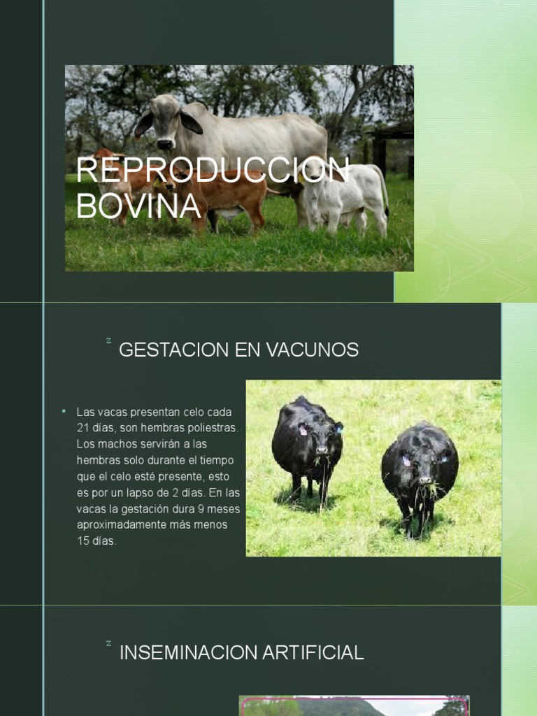 Reproduccion Bovina | PDF