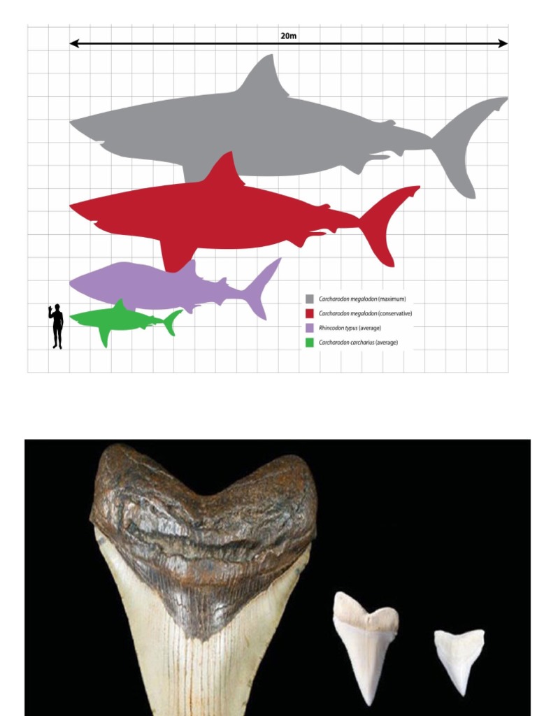 Megalodon | PDF