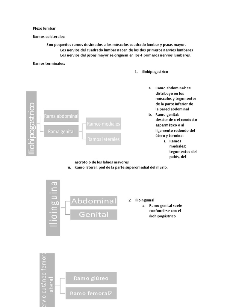 Nerv Ios | PDF | Anatomía del miembro inferior | Extremidades (anatomía) Nerv Ios | PDF | Anatomía del miembro inferior | Extremidades (anatomía)