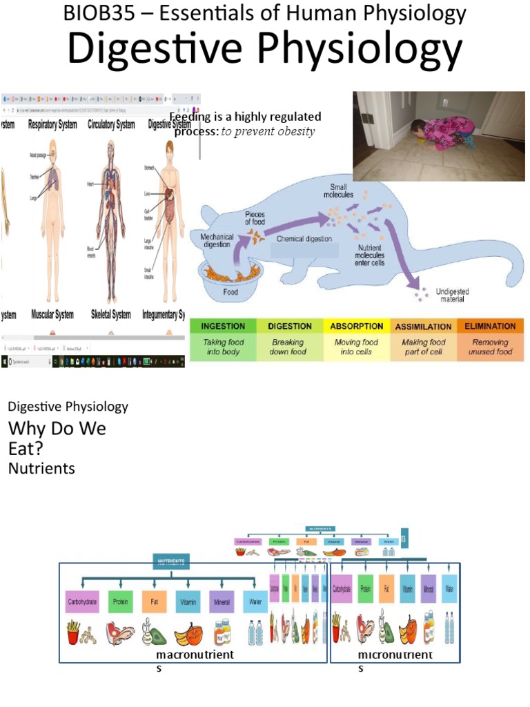 Digestive Physiology-Lecture | PDF | Nutrients | Digestion