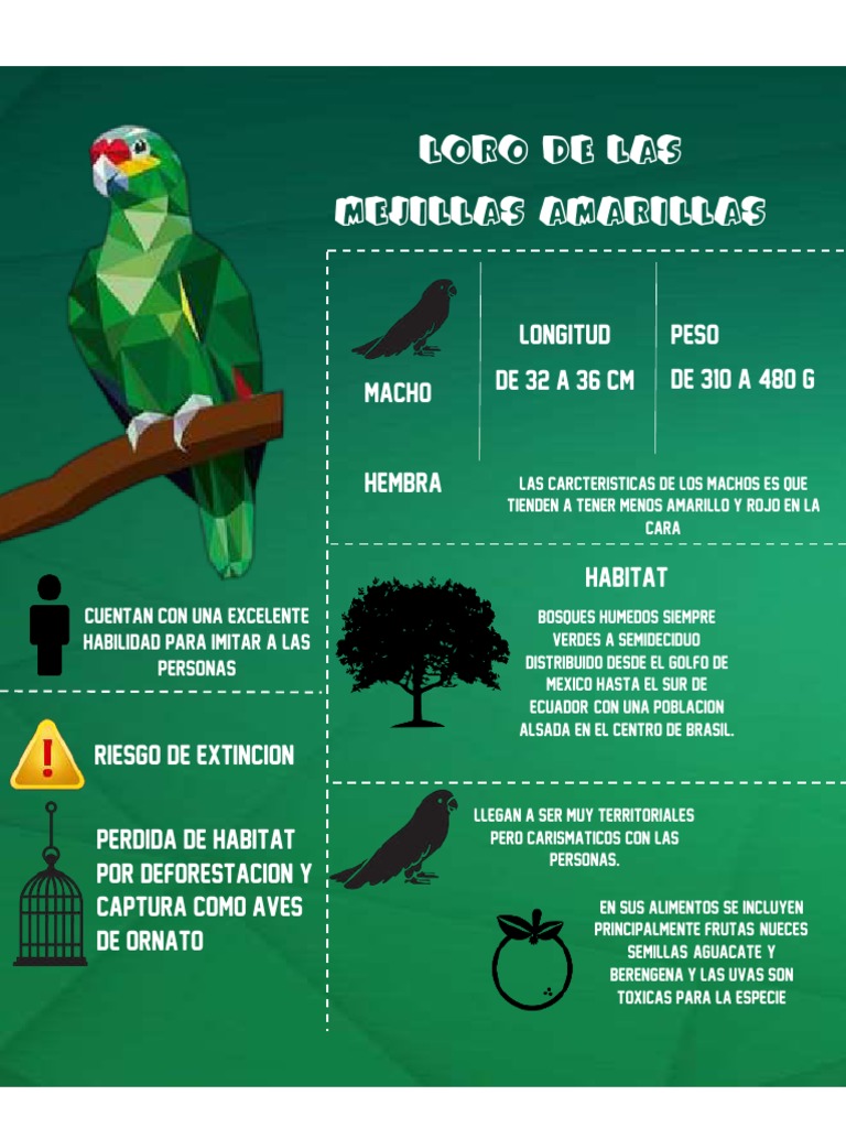 Infografía del loro de mejillas amarillas | PDF | Loro | Aves