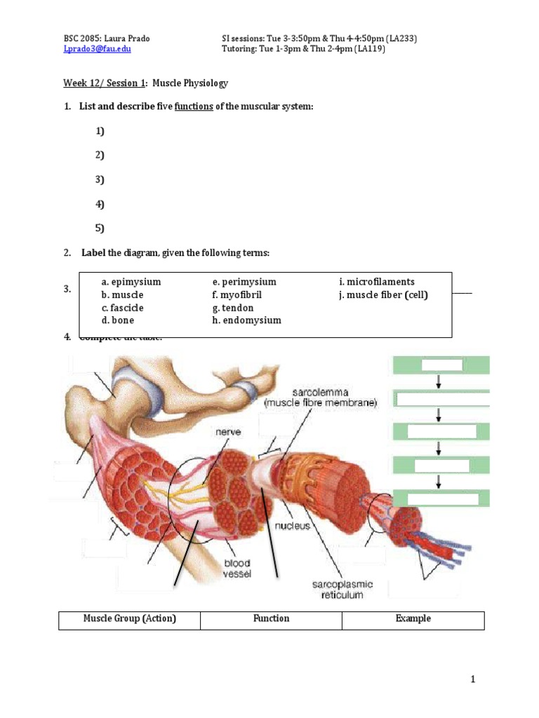 Week 12 - Muscles Worksheet | PDF | Muscle Contraction | Action Potential
