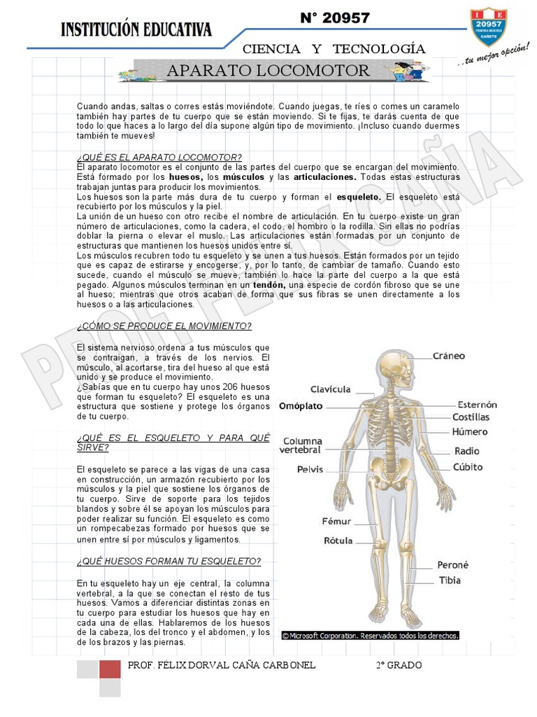 Aparato Locomotor Pdf Esqueleto Músculo Esquelético