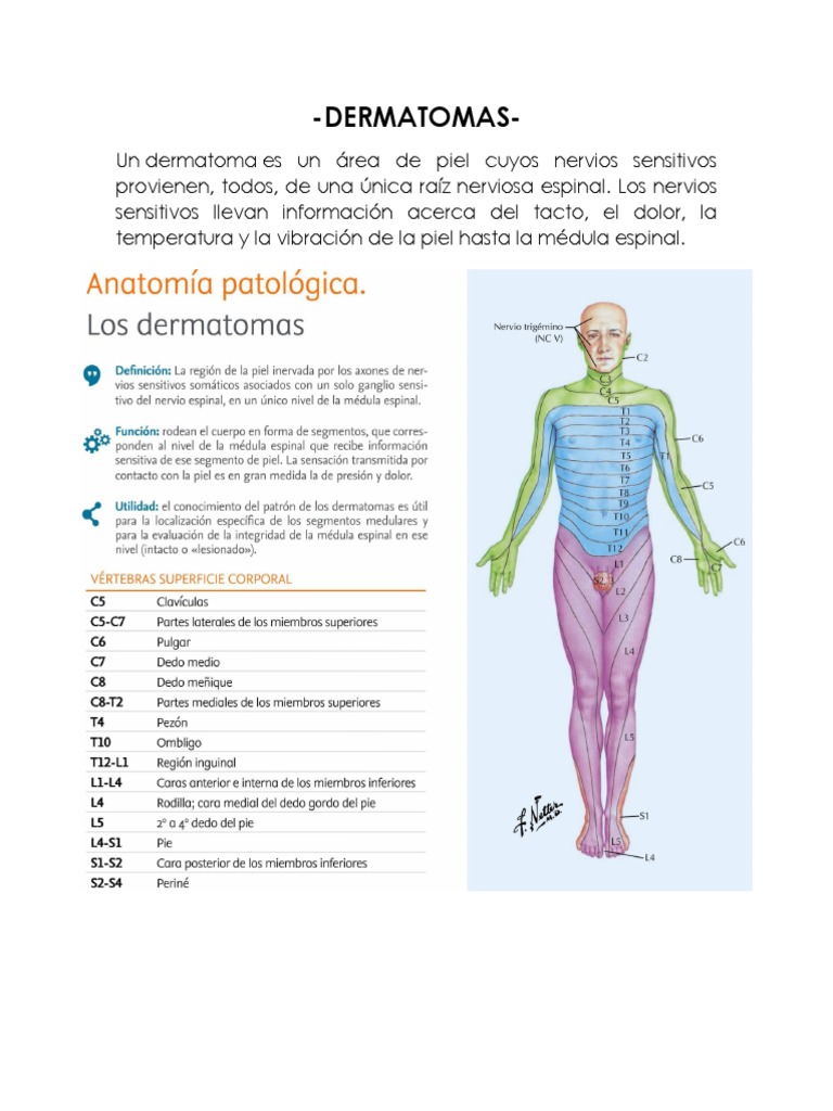 DERMATOMAS | PDF