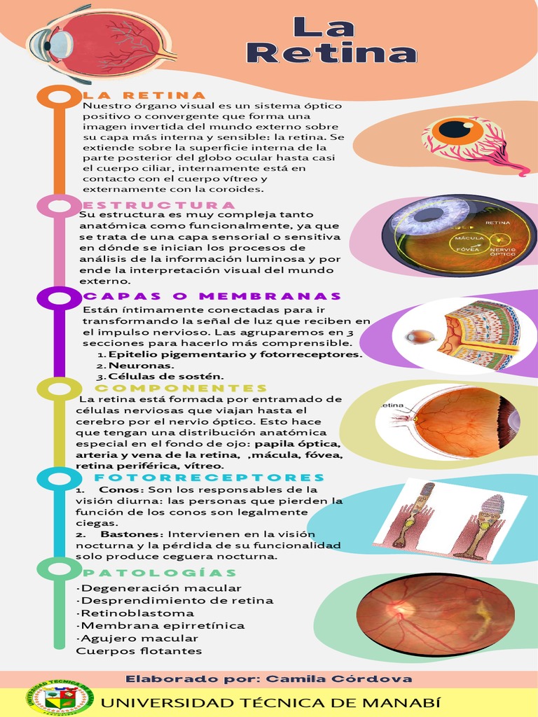 Infografia La Retina. Camila Córdova | PDF | Ciencia y matemáticas