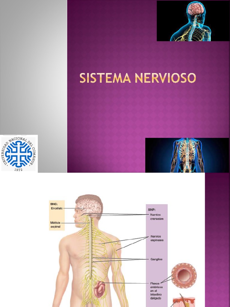 SNC y SNP | PDF | Sistema nervioso | Neurona