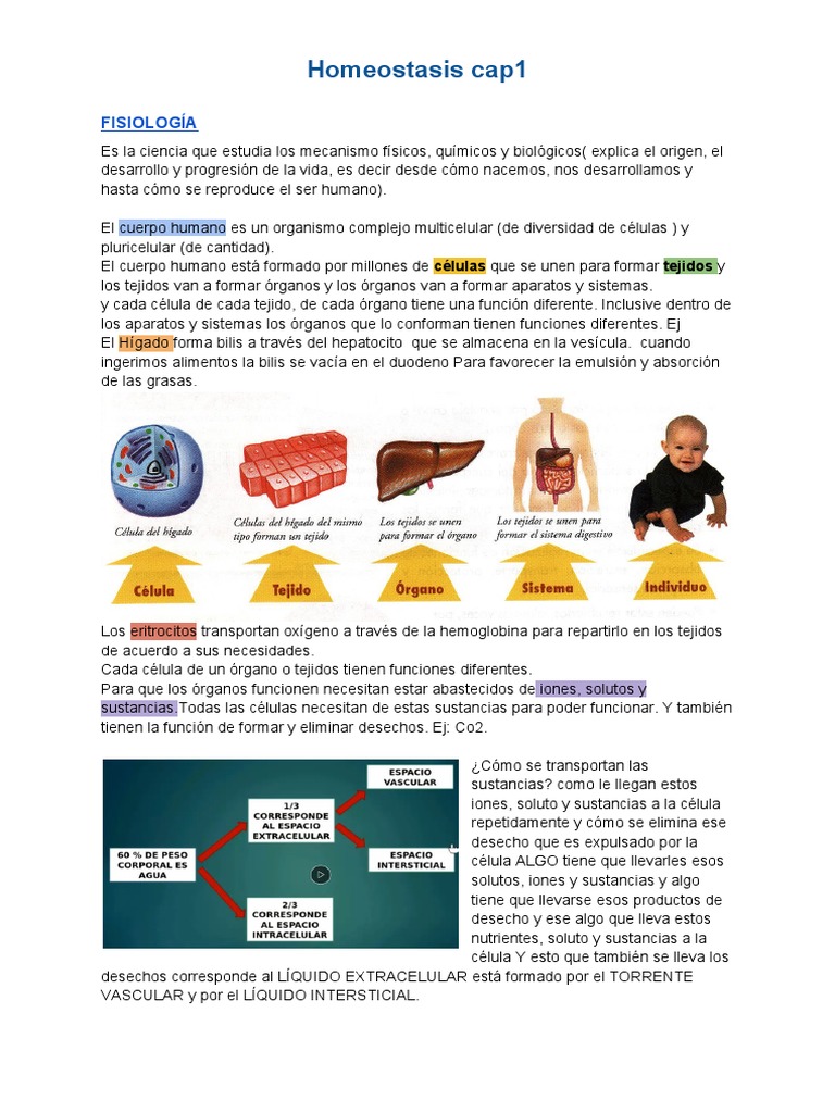 Dibujo de Homeostasis Simplificado | PDF | Homeostasis | Sistema endocrino