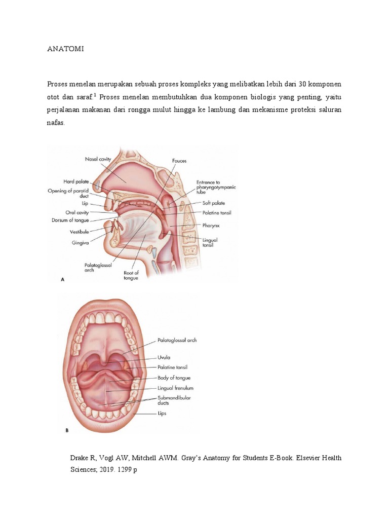 Anatomi Dan Invervasi Rongga Mulut | PDF
