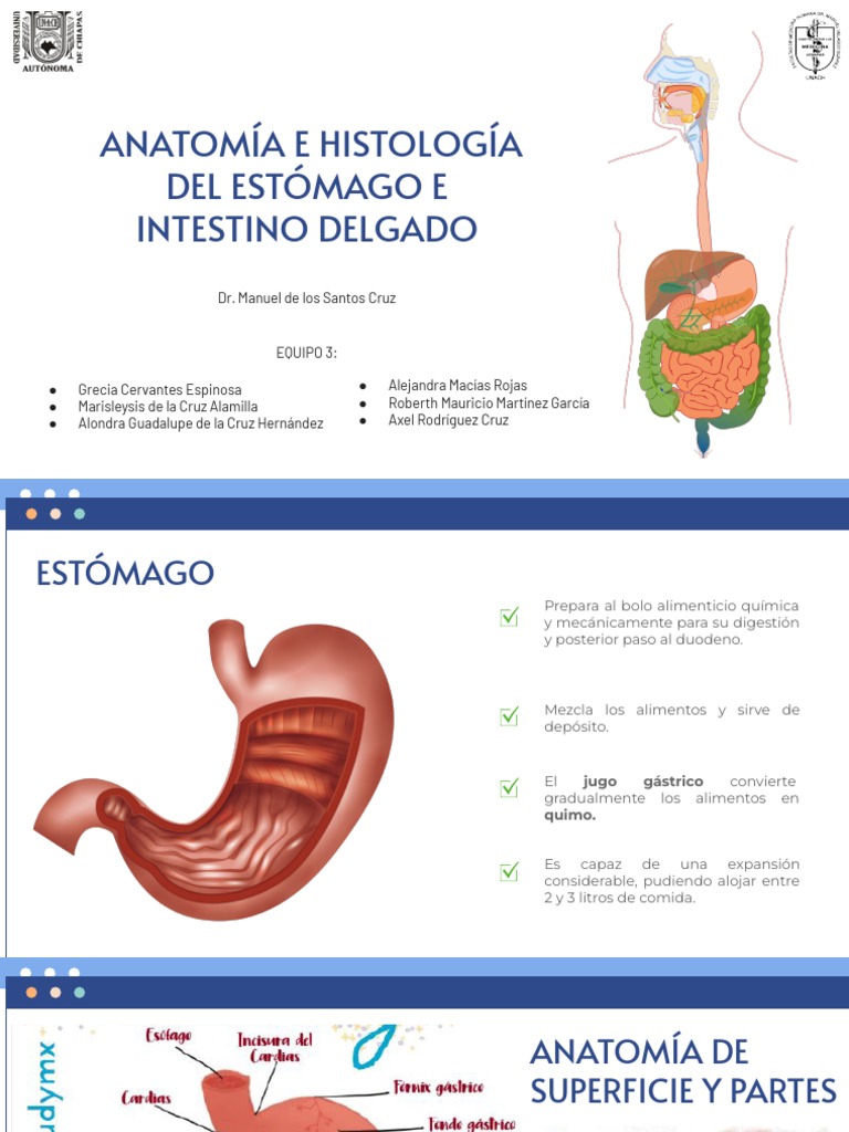 DIAPOS Anatomía e Histología | PDF | Estómago | Membrana mucosa