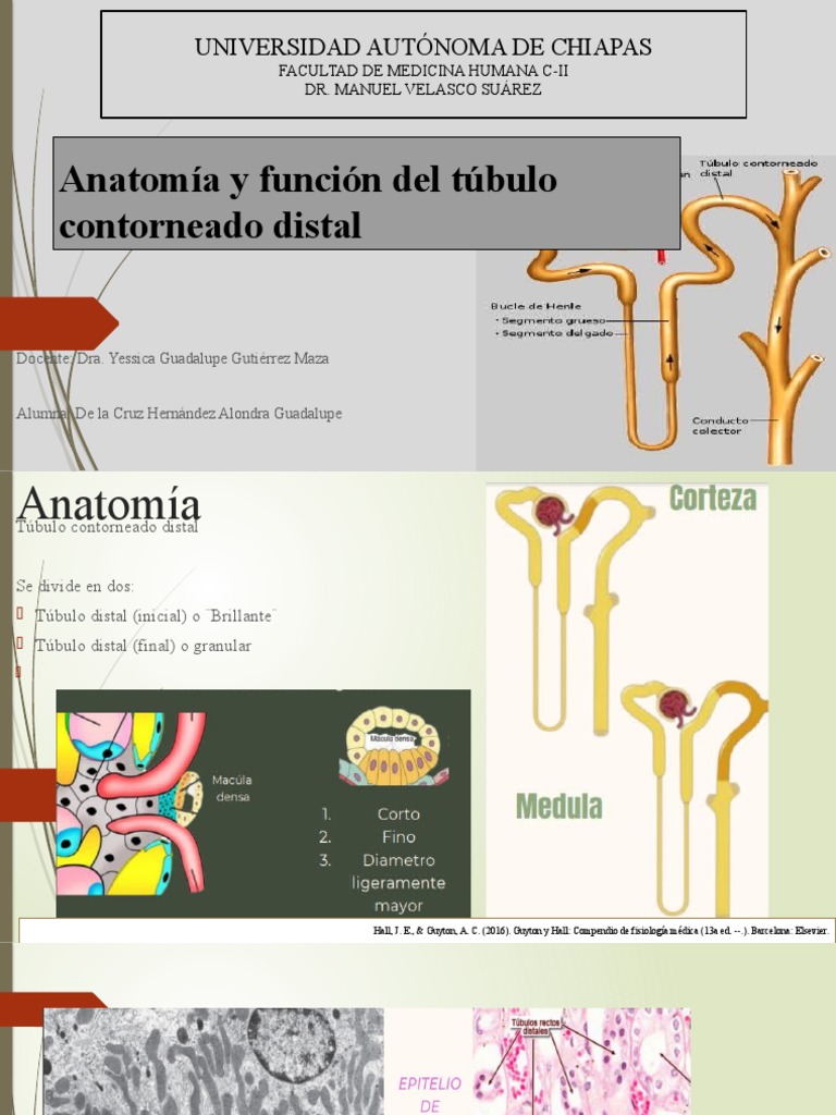 Anatomía y Función Del Túbulo Contorneado Distal (Autoguardado) | PDF ...
