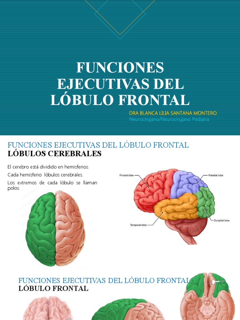 Funciones Ejecutivas Del Lóbulo Frontal | PDF | Lóbulo frontal | Funciones ejecutivas