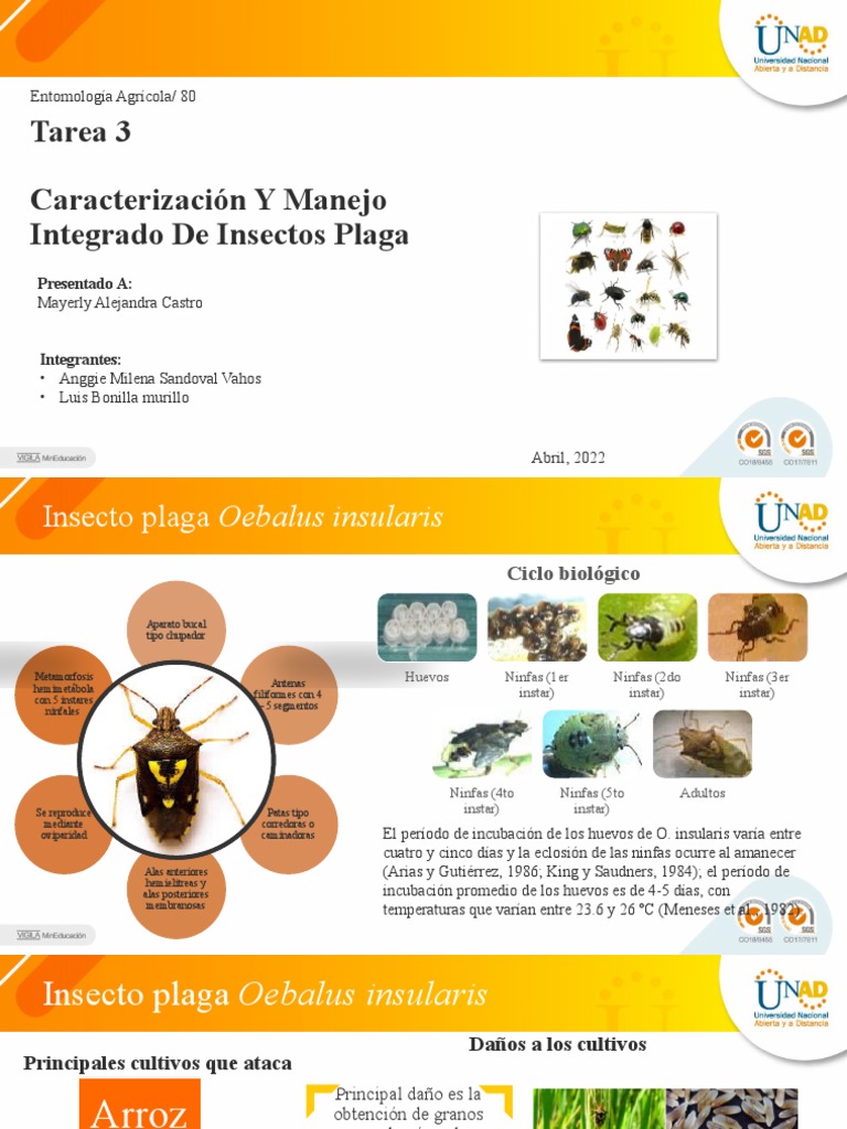 Manejo de Oebalus insularis en cultivos | PDF | Insectos | Plaga ...