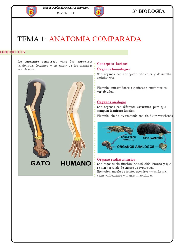 TEMA 1 Conceptos Básicos de La Anatomía para Tercer Grado de Secundaria | Descargar gratis PDF ...