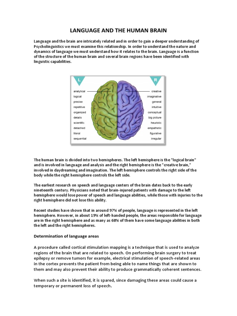 Language and The Human Brain | PDF | Cerebral Cortex | Limbic System