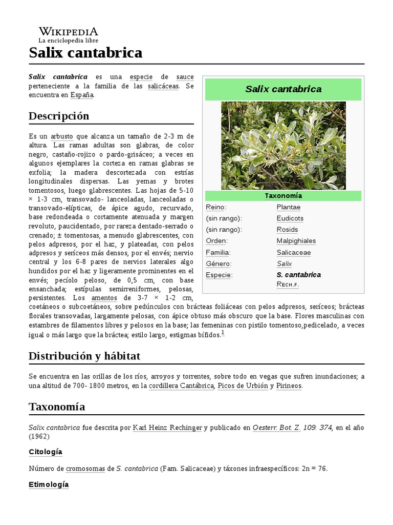 Salix Cantabrica | PDF | Sauce | Botánica