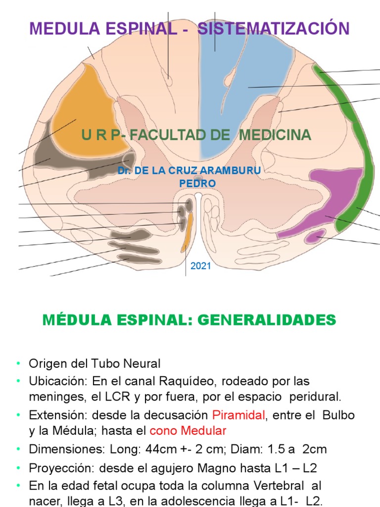 Médula Espinal y Sistematización | PDF | Médula espinal | Cerebelo