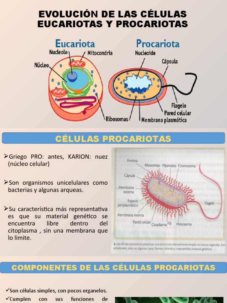 5.1. - Evolución de La Células Eucariotas y Procariotas | PDF ...