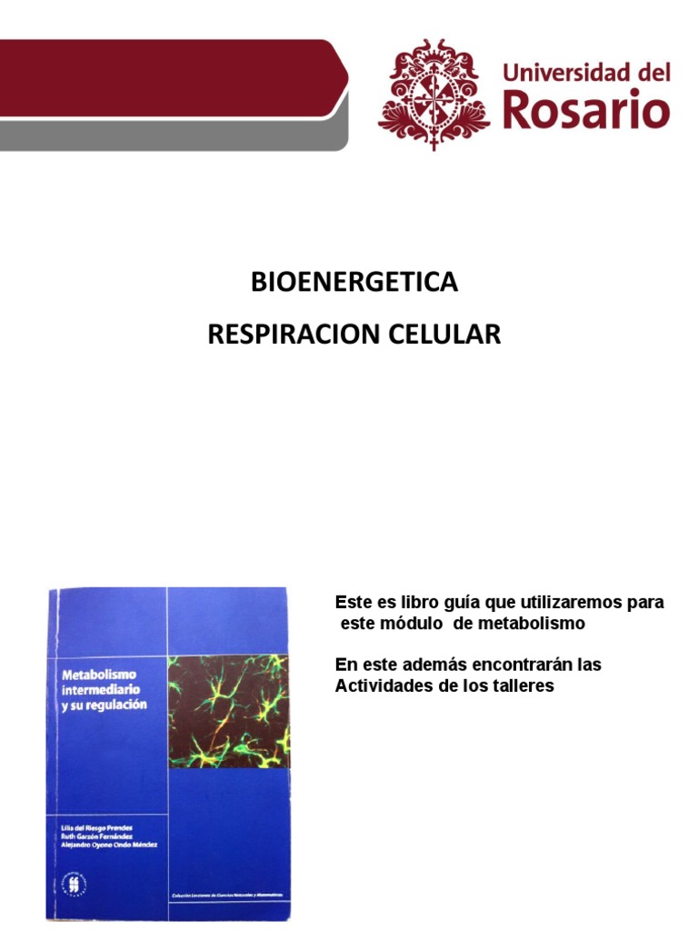 Presentación Bioenergética y Respiración Celular | PDF | Trifosfato de adenosina | Respiración ...