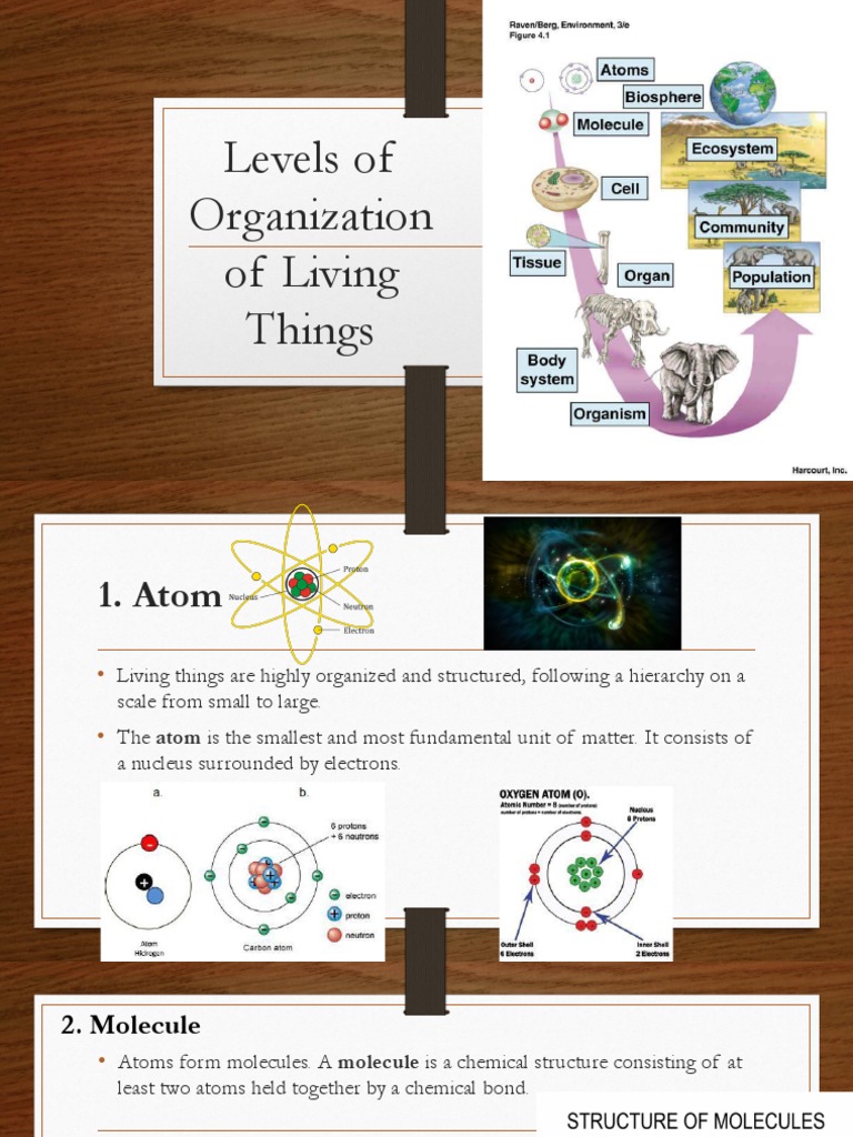 4 - Levels of Organization of Living Things | PDF | Cell (Biology) | Organisms